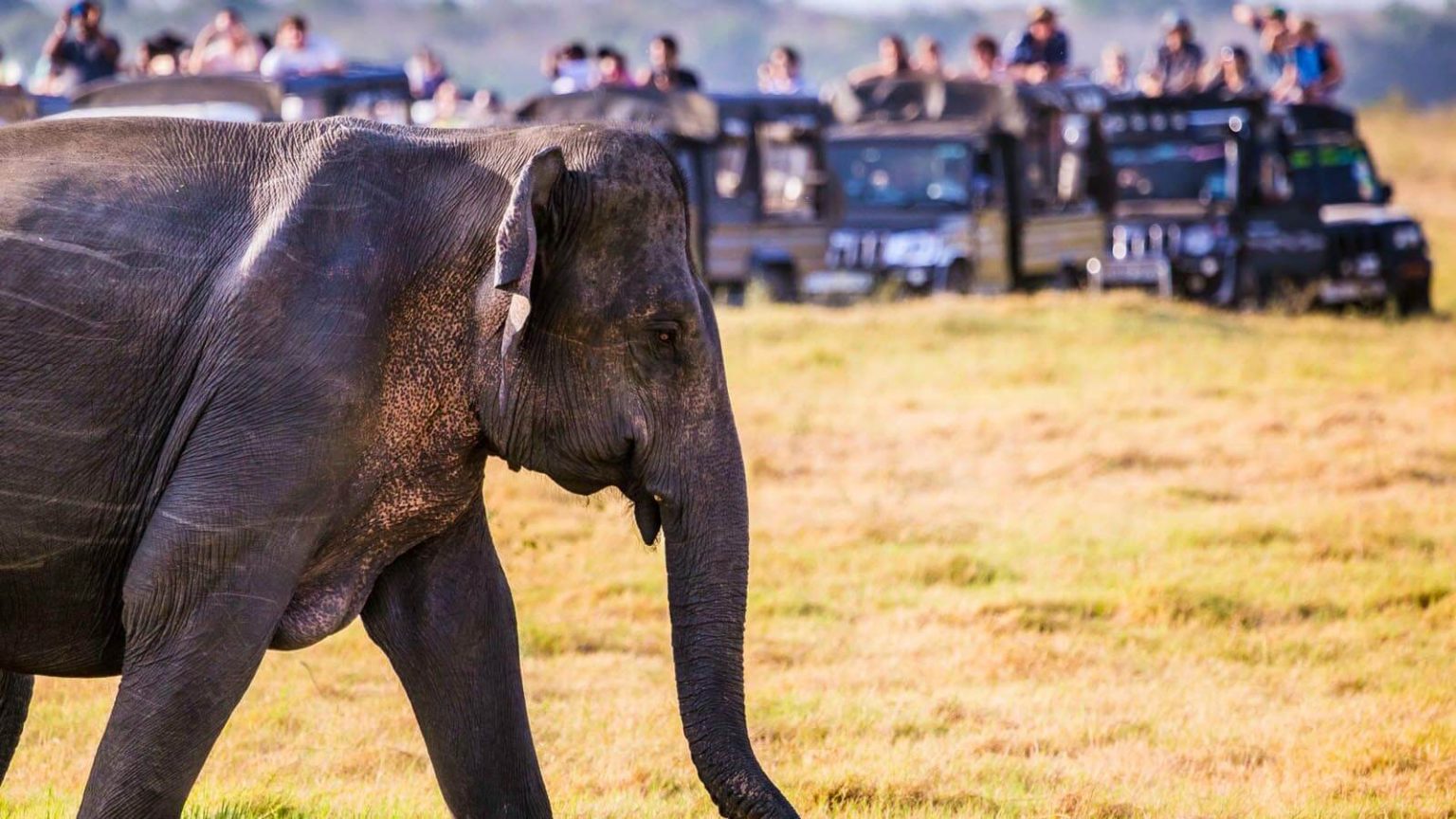 Sri Lanka Driver Guide with Car for Private Guided Tours